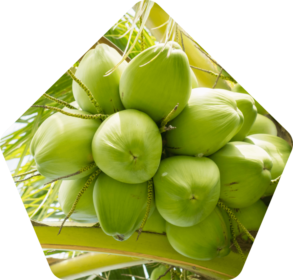 Cocobello - The cool side of coconut